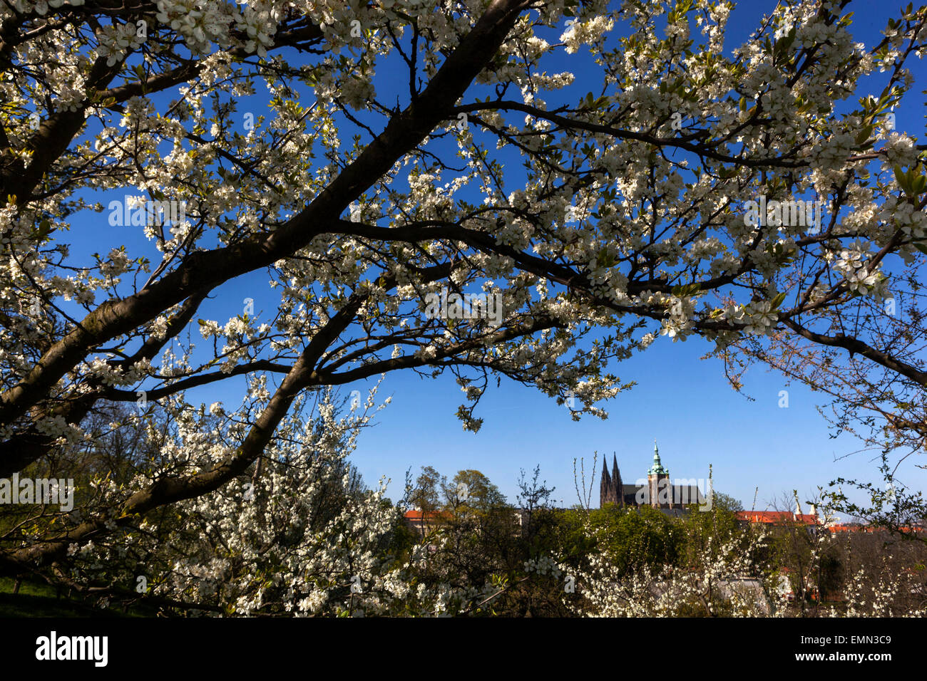 Prague castle flowers hi-res stock photography and images - Alamy