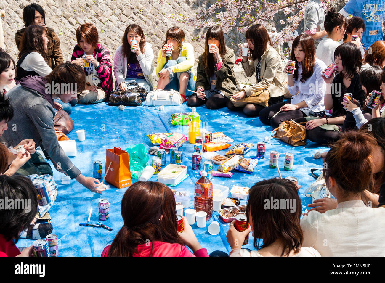 Cherry blossom party in the springtime, Japan. Large group of teenage ...