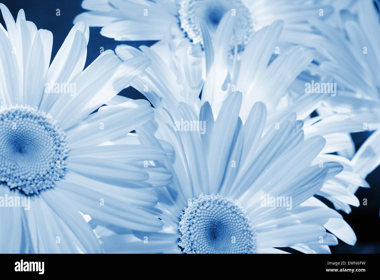 Daisy background (toned in blue Stock Photo - Alamy