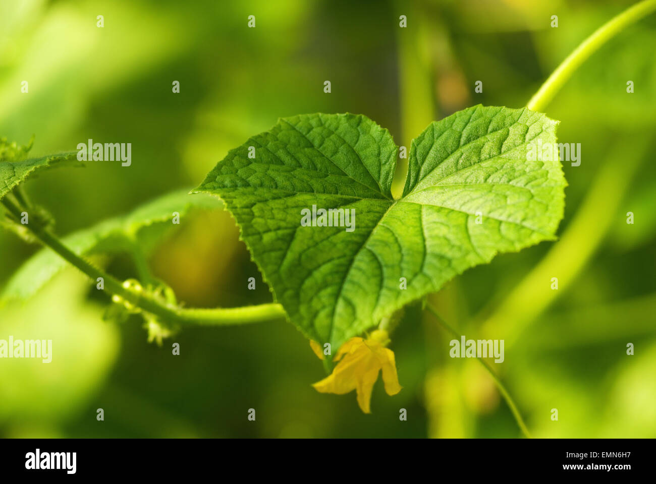 Cucumber leaf close-up shot Stock Photo - Alamy
