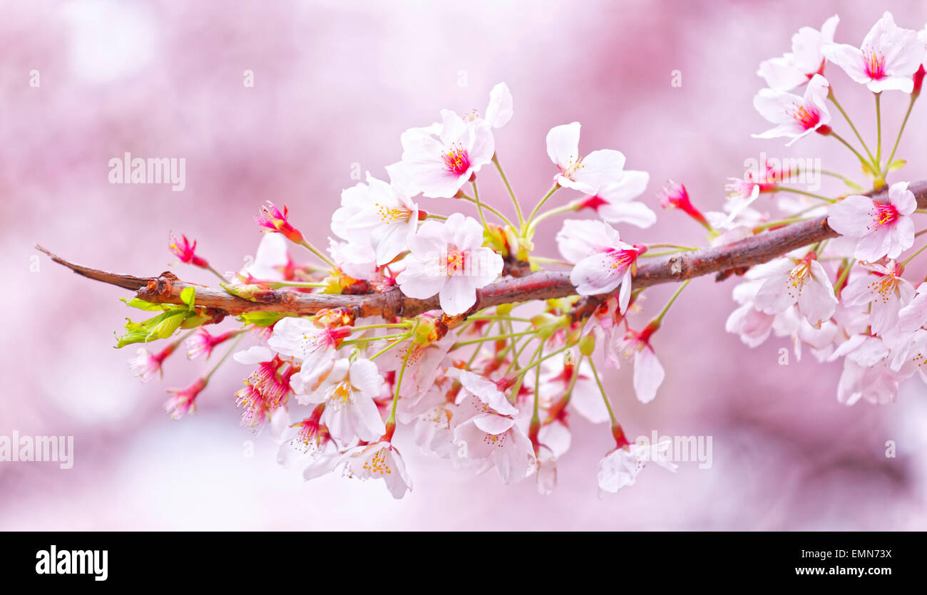 Sakura blossom flower close up for background Stock Photo - Alamy