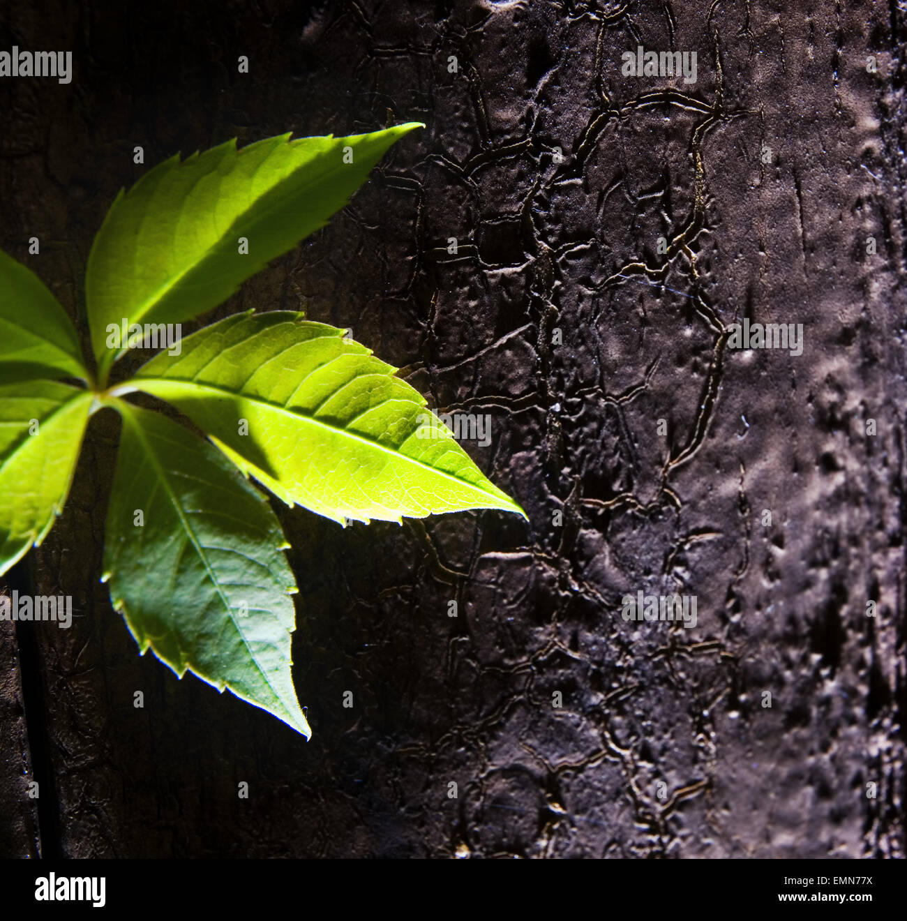 Sprout on dark wooden texture Stock Photo - Alamy