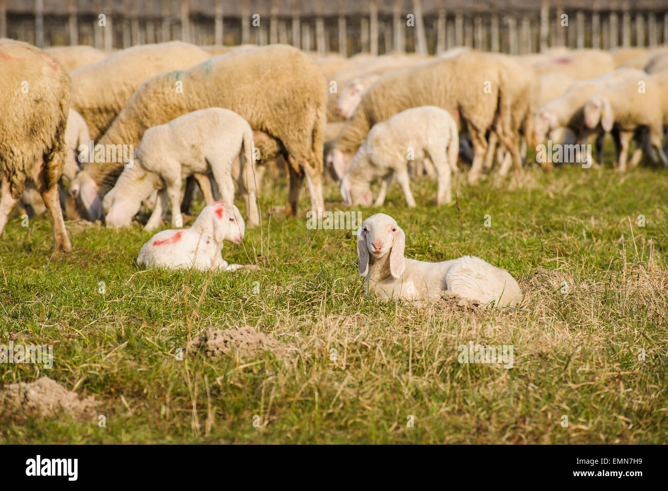 Portrait of a ring with the background of the flock of sheep Stock ...