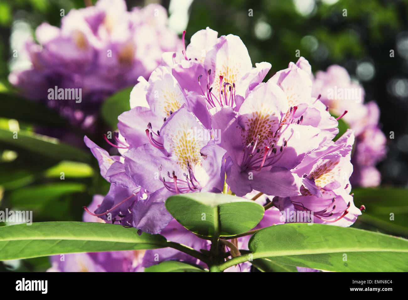 Oleander flower in the spring garden. Natural background Stock Photo ...