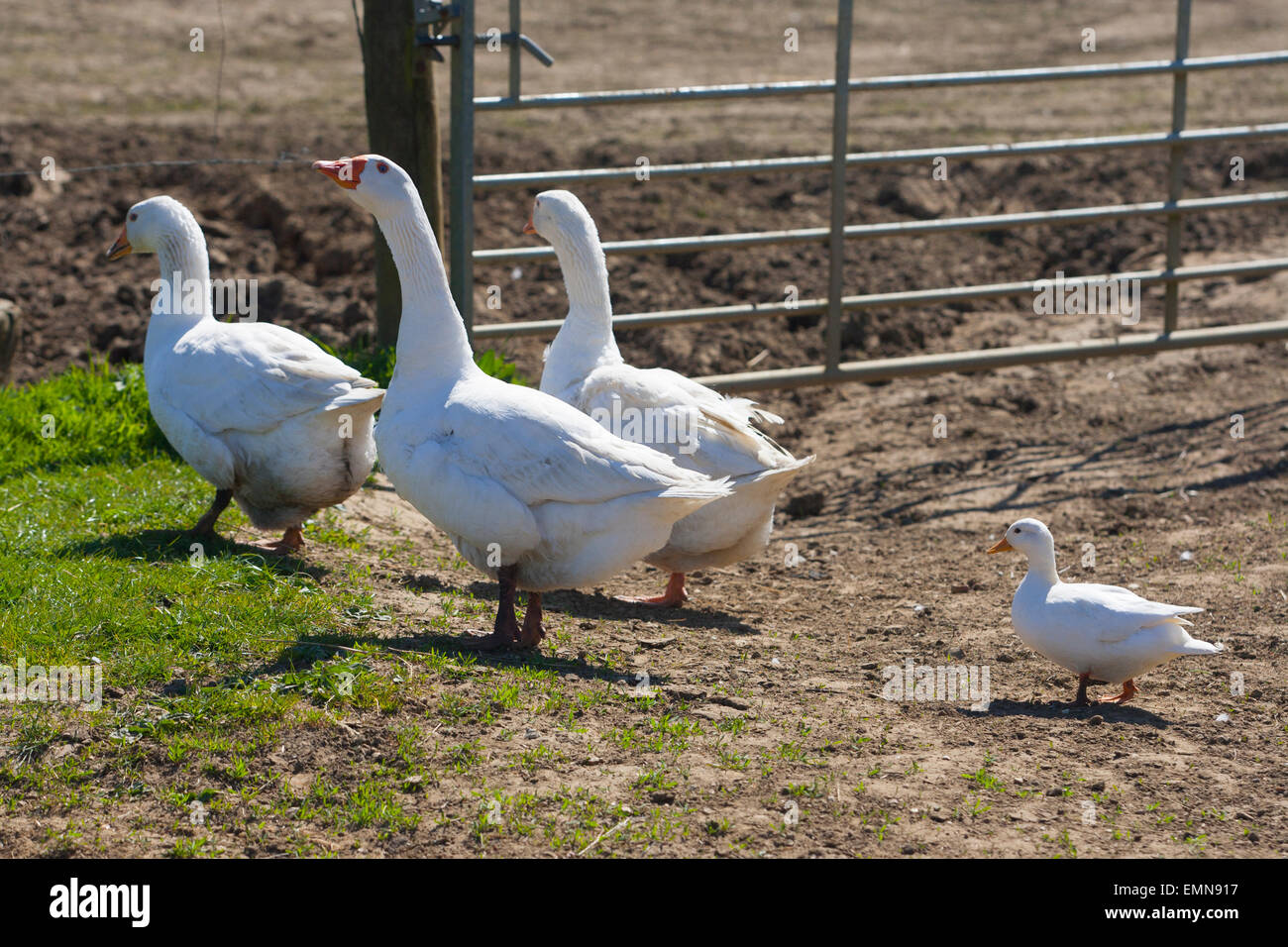 Geese, Goose, agressive, confrontational, angry, dispaly, chase, duck ...