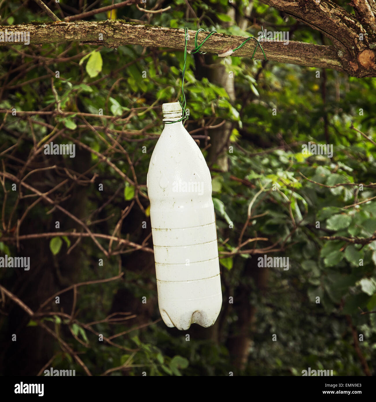 Insect catcher hi-res stock photography and images - Alamy