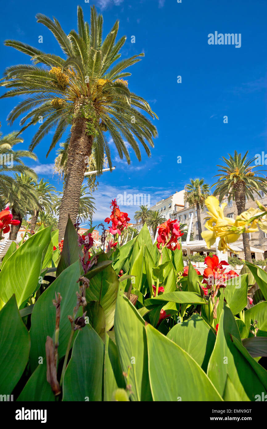 Split Riva palms and flowers vertical view, Dalmatia, Croatia Stock ...