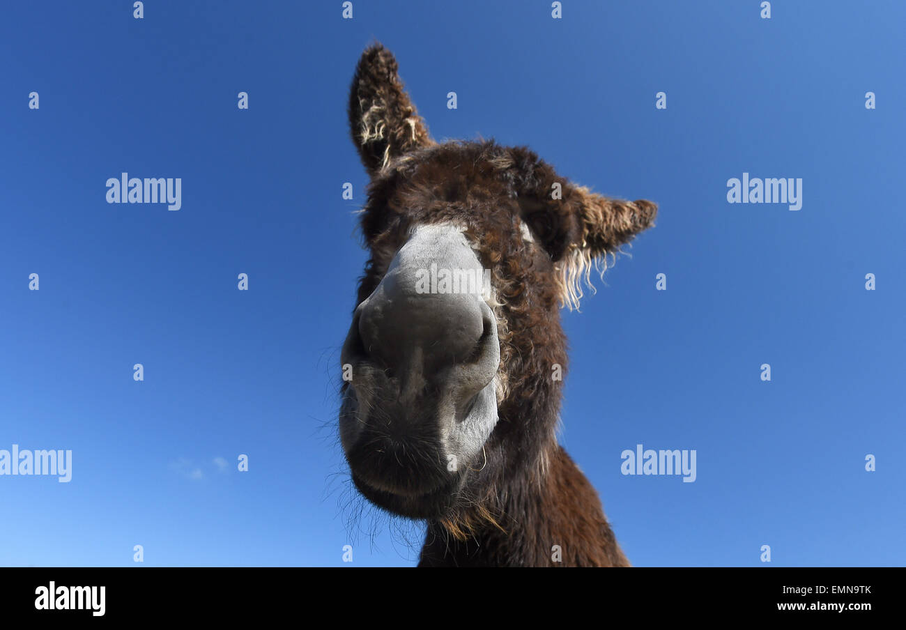 Donkey breeds hi-res stock photography and images - Alamy