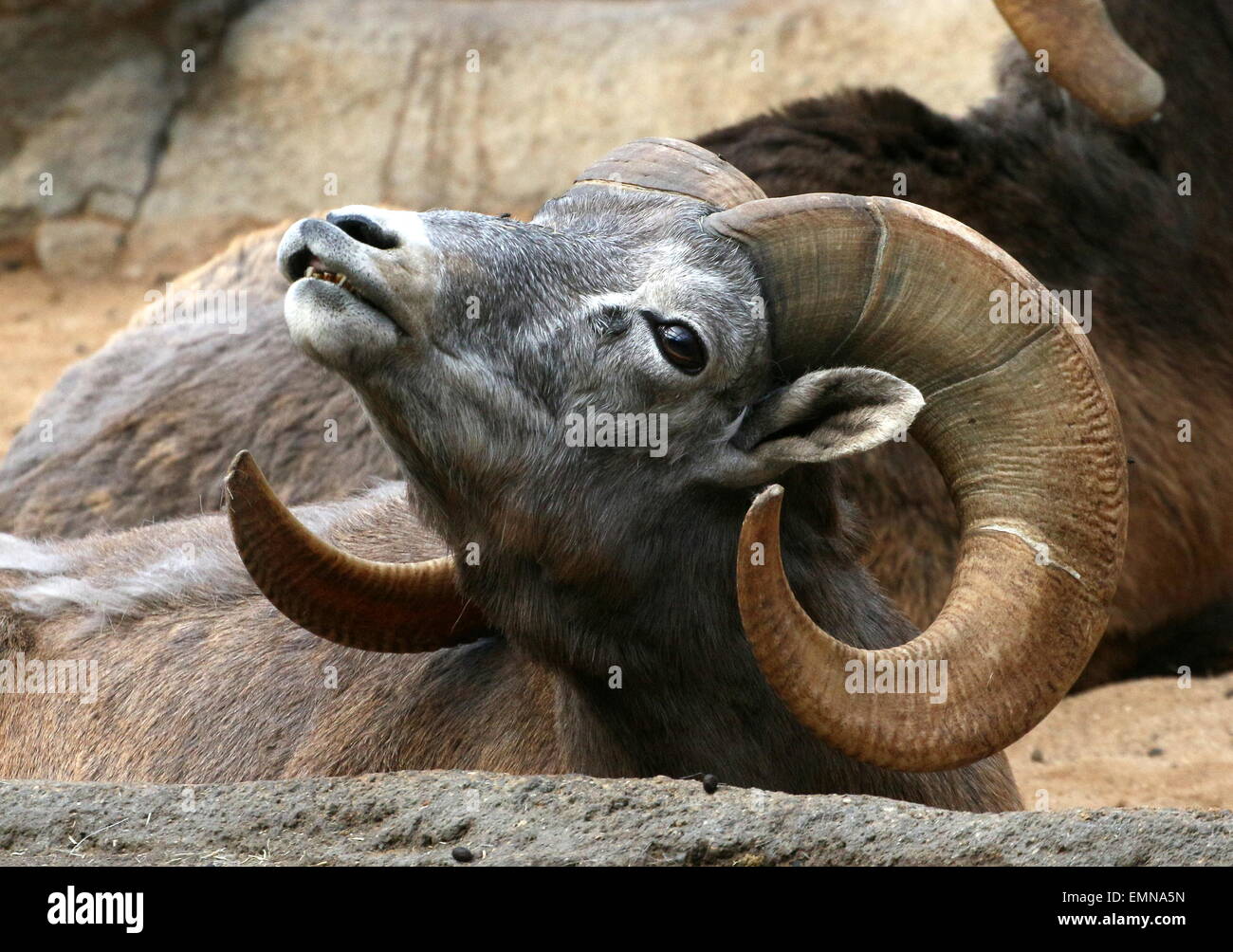 Portrait of a fierce mature male Bighorn sheep (Ovis canadensis Stock ...