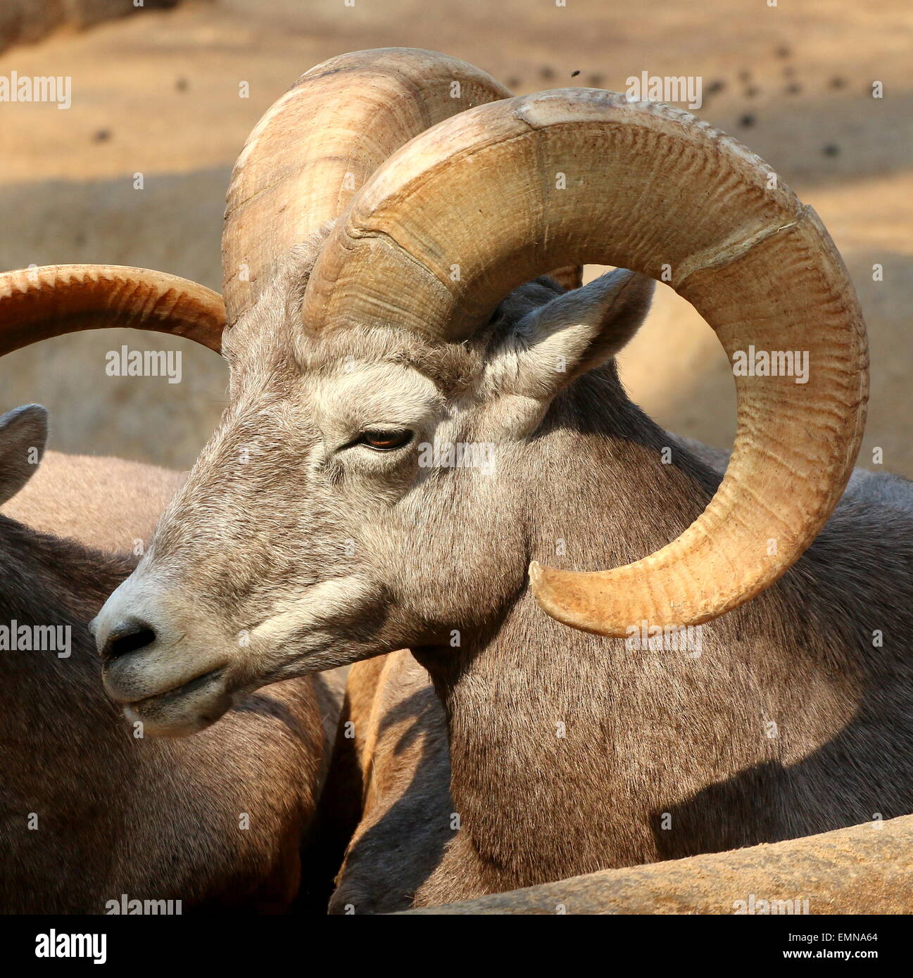 Ovis canadensis closeup hi-res stock photography and images - Alamy