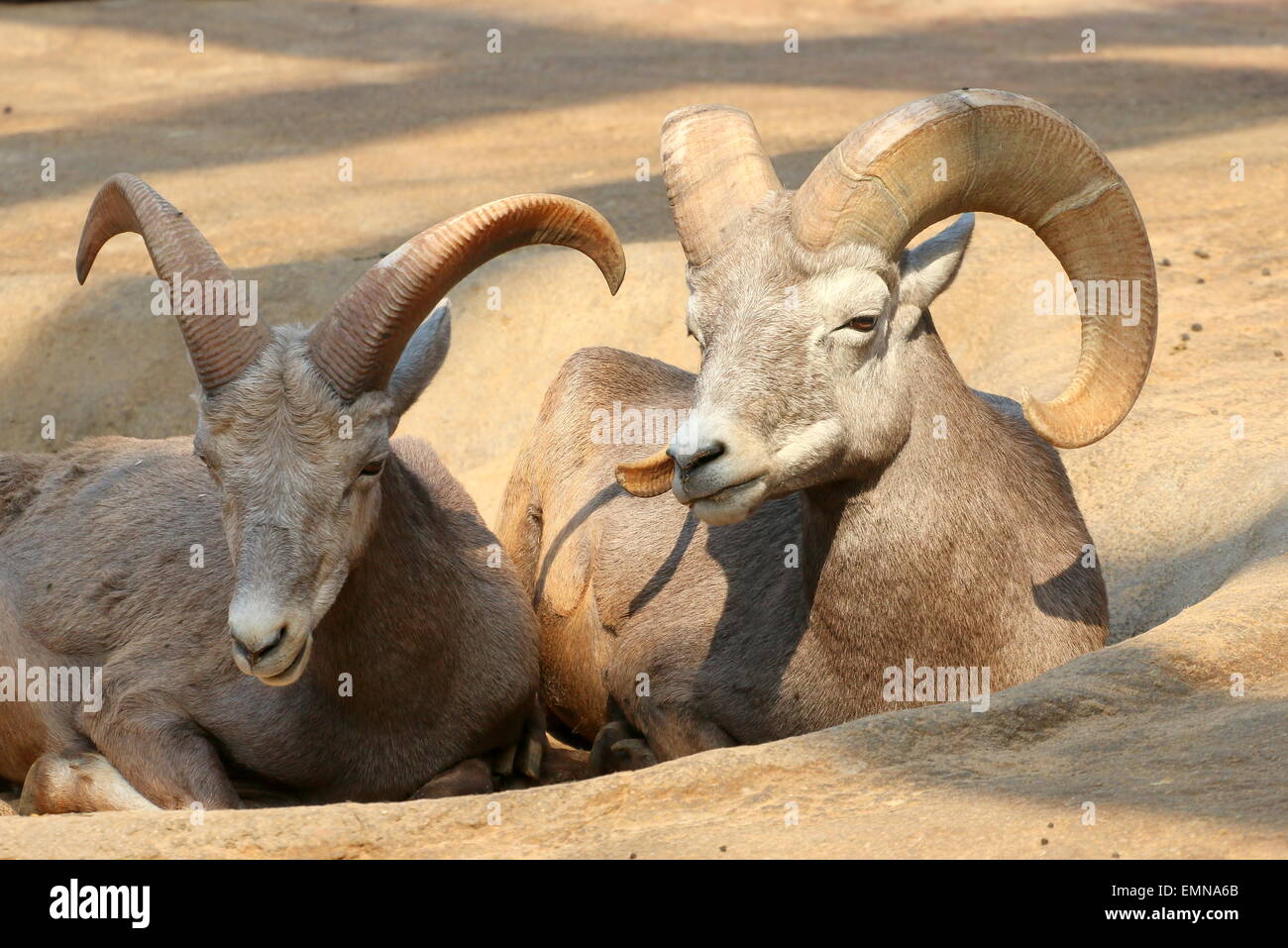 Rocky Mountains Dickhornschaf High Resolution Stock Photography and ...