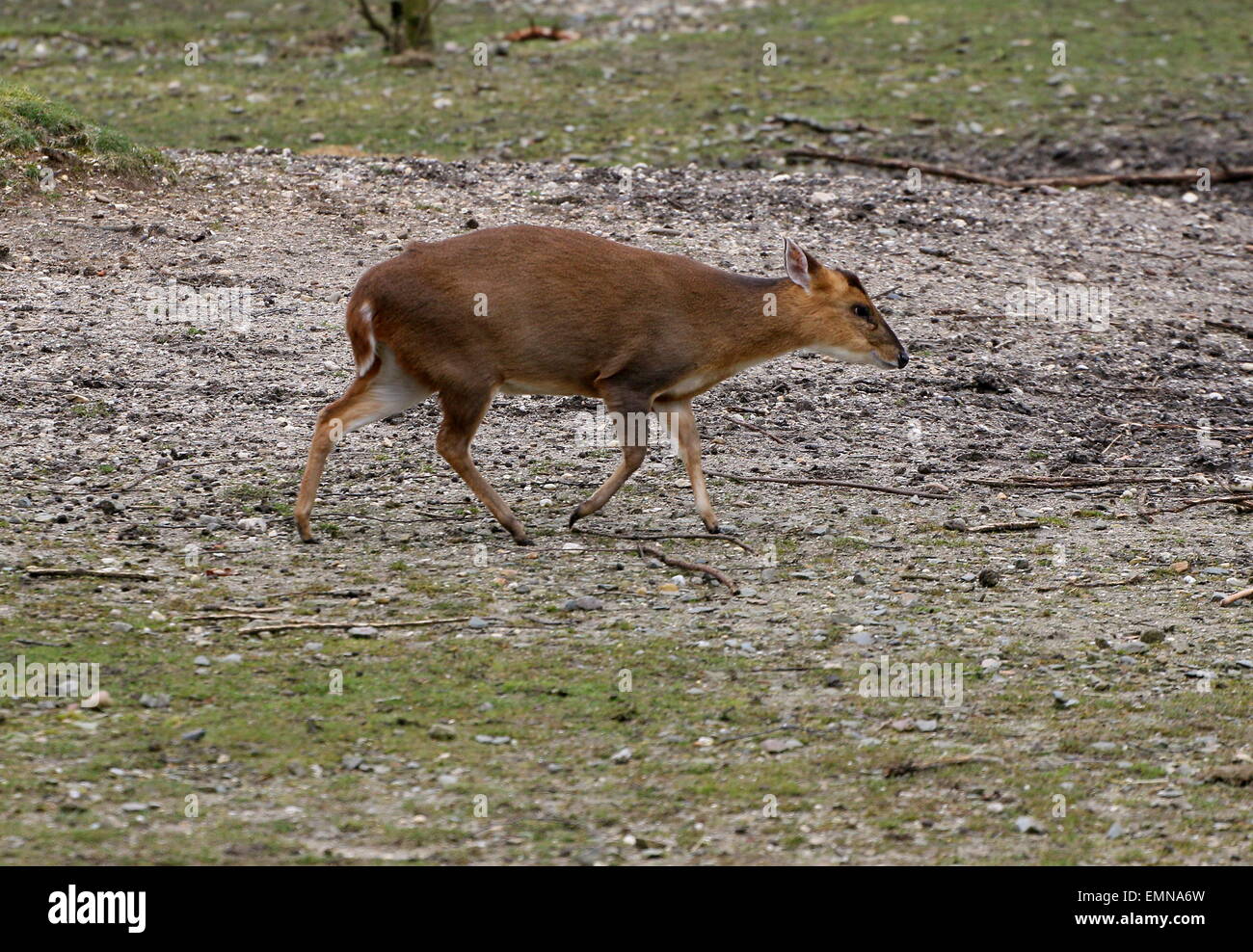 Muntjac deer muntiacus reevesi female hi-res stock photography and ...