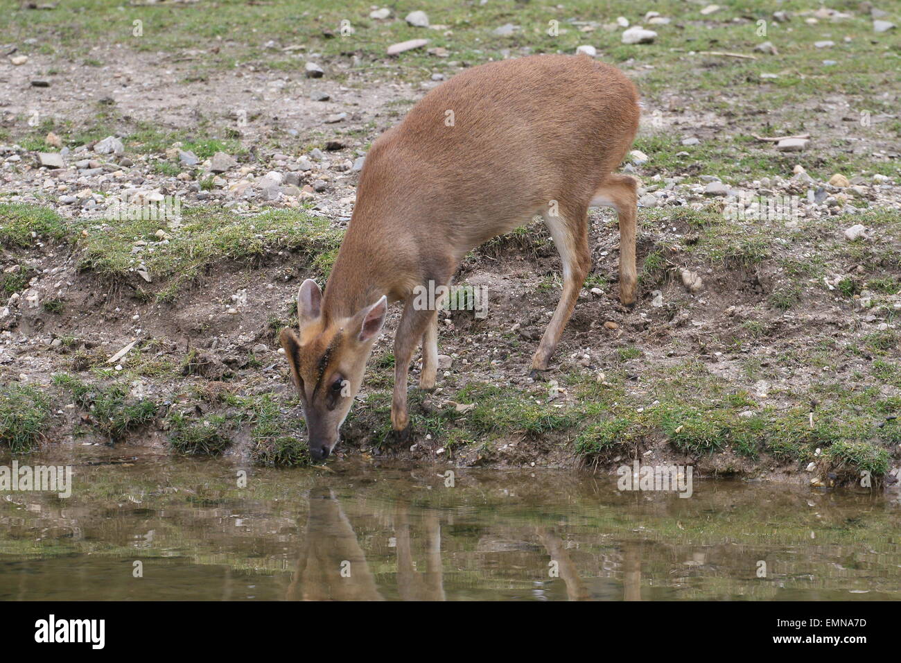 Female Reeve's muntjac deer (Muntiacus reevesi) drinking water Stock ...