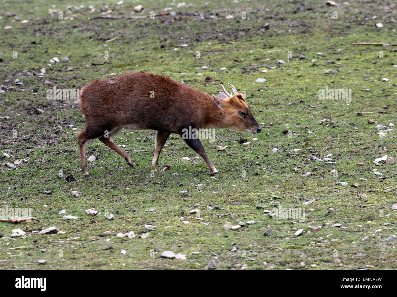 Male Asian Reeve's muntjac deer (Muntiacus reevesi) walking, seen in ...