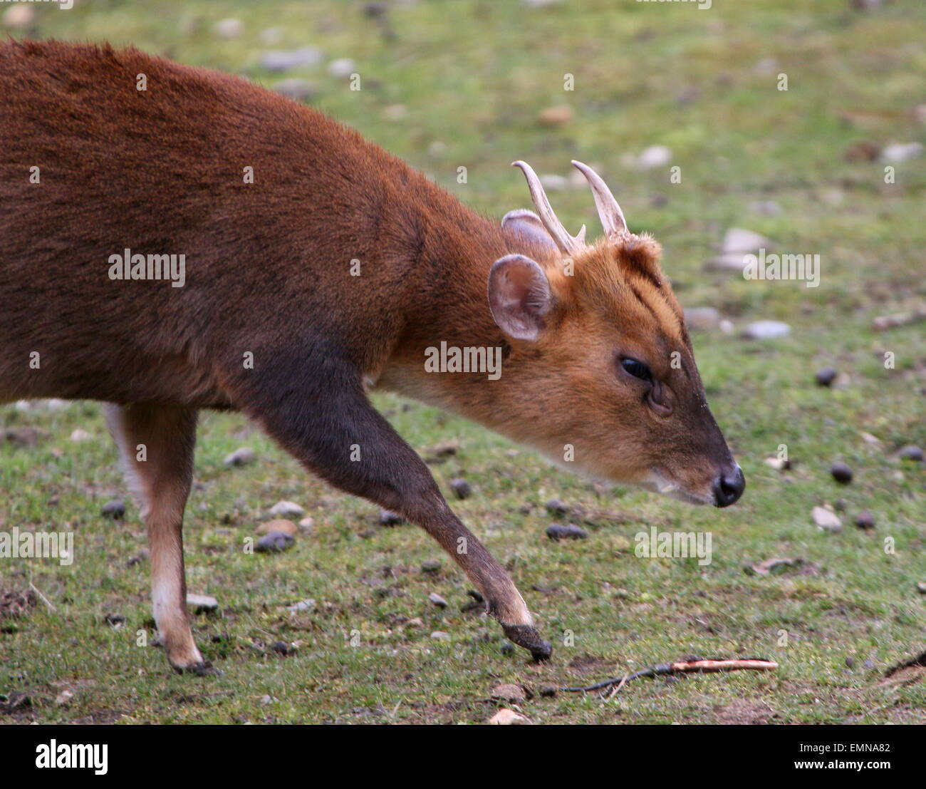 Muntjac de formose hi-res stock photography and images - Alamy