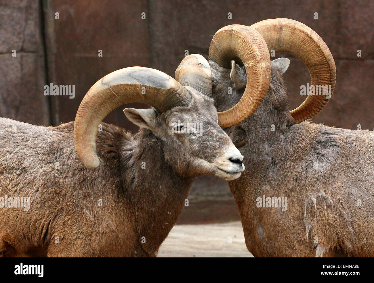 Carnero de borrego cimarrón hi-res stock photography and images - Alamy