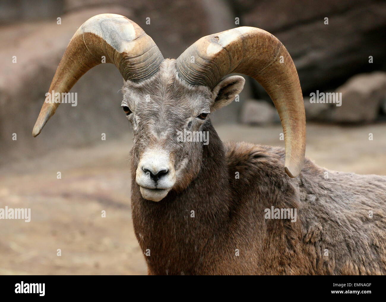 Sheep horns hi-res stock photography and images - Alamy