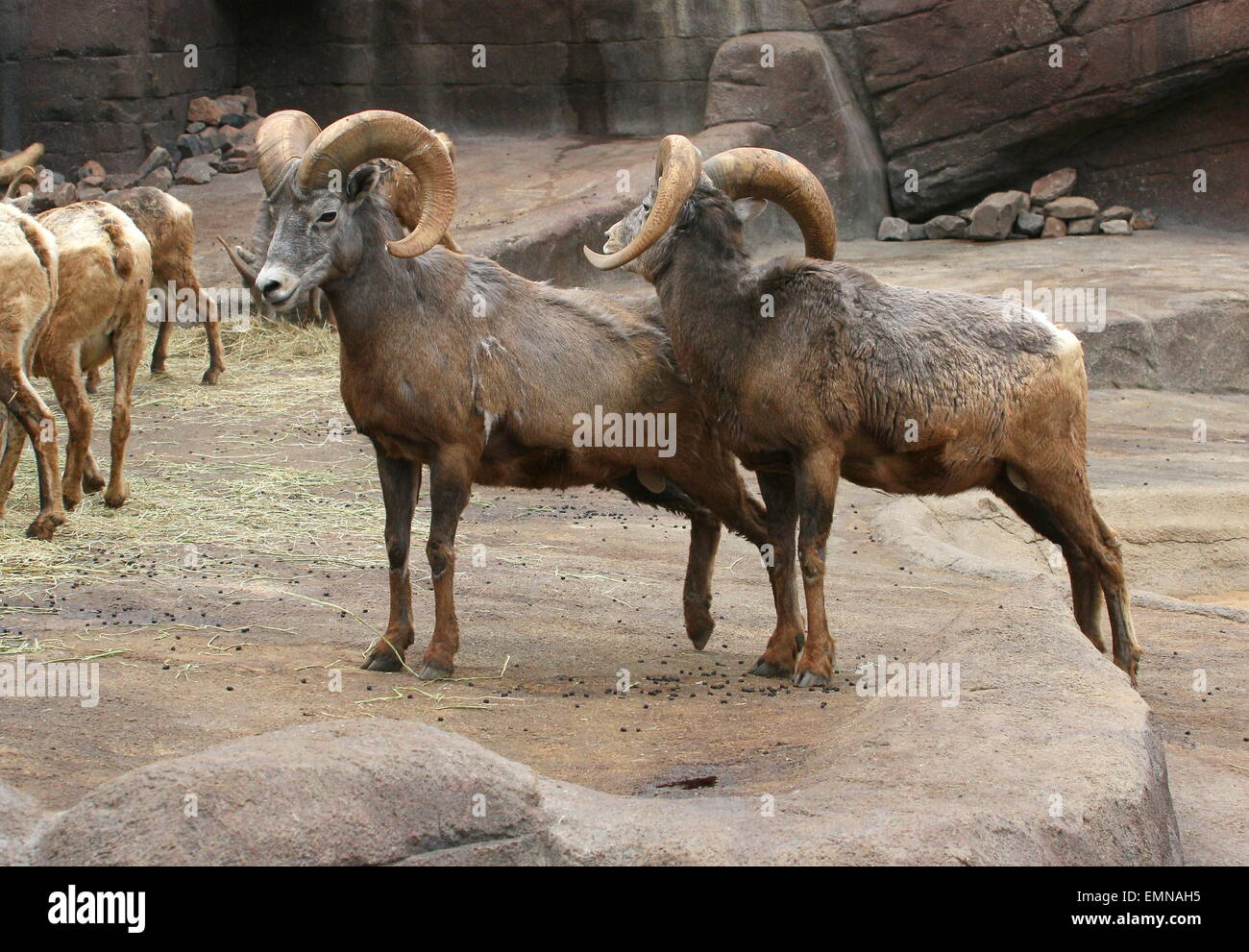 Big cimarron hi-res stock photography and images - Alamy