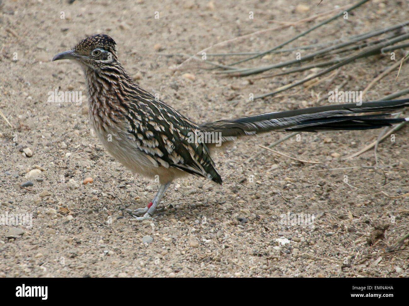 Greater Roadrunner (Geococcyx californianus), native to Mexico and the ...