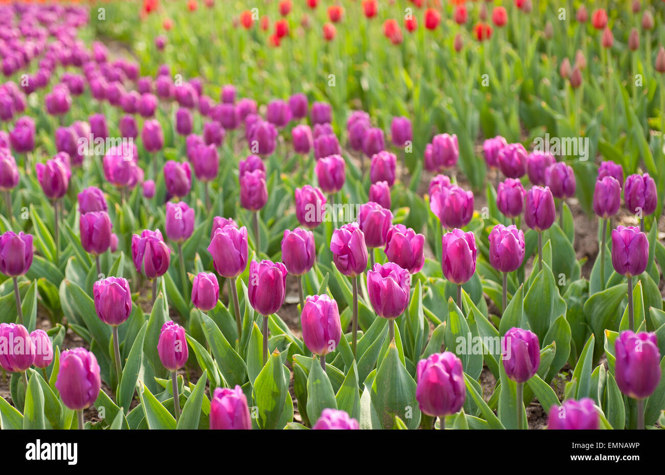 colorful tulips flowers field in springtime with low sun Stock Photo ...