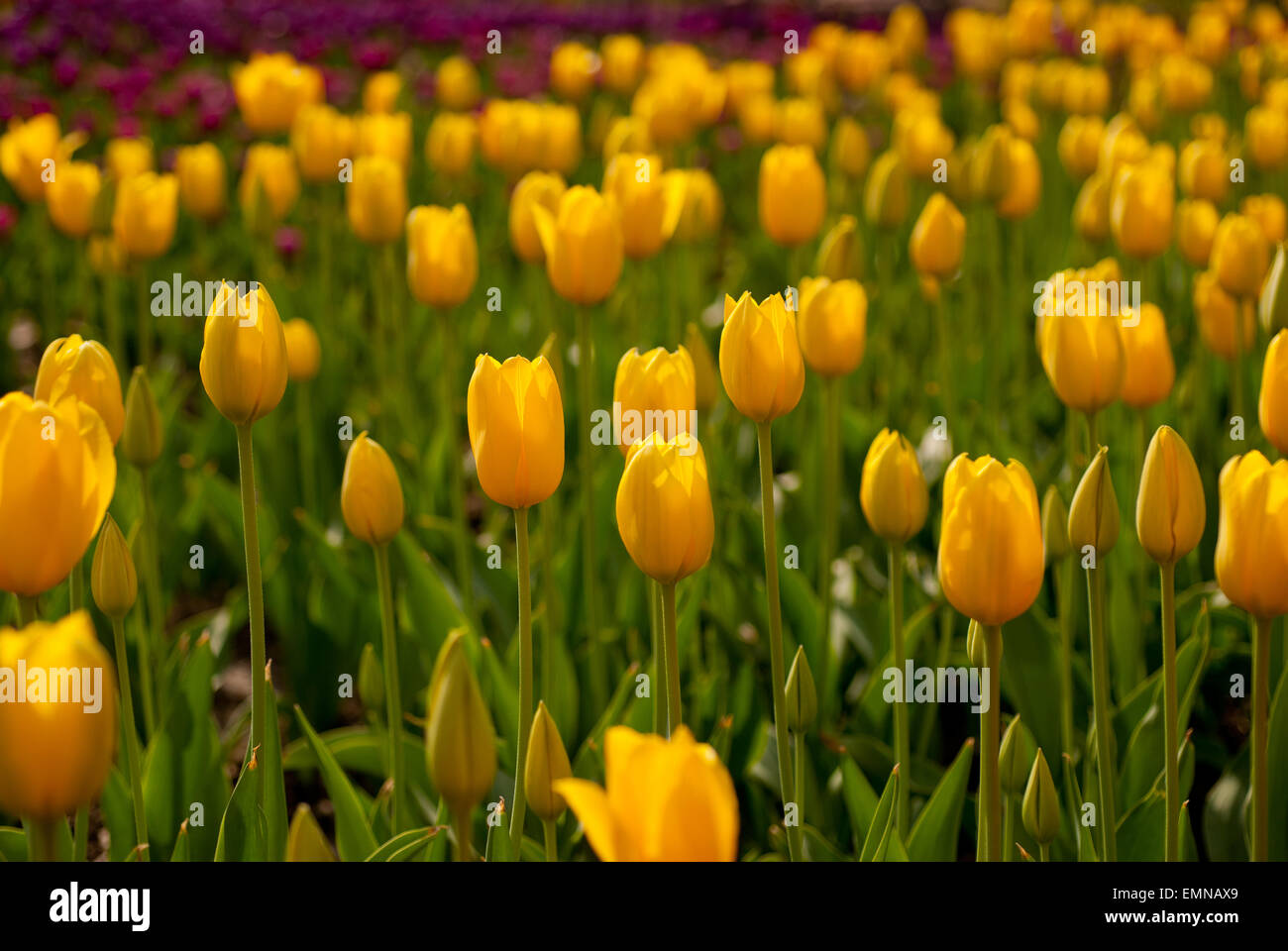 colorful tulips flowers field in springtime with low sun Stock Photo ...