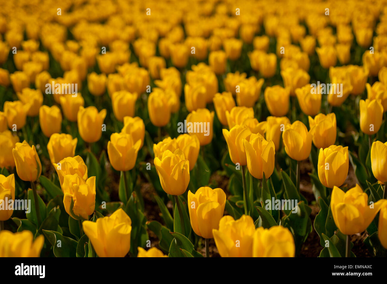 colorful tulips flowers field in springtime with low sun Stock Photo ...