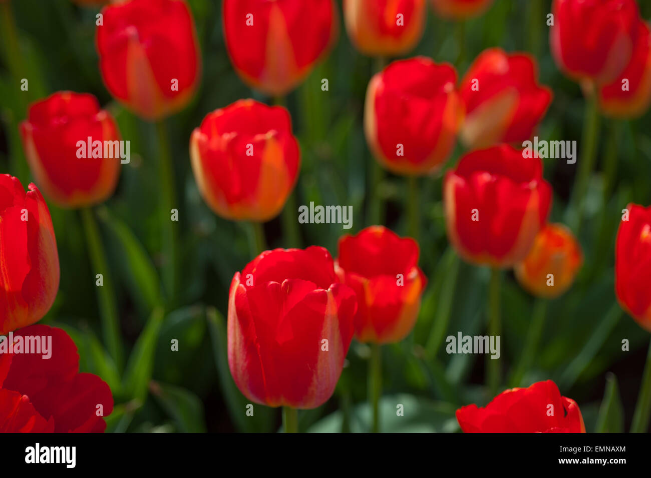 colorful tulips flowers field in springtime with low sun Stock Photo ...