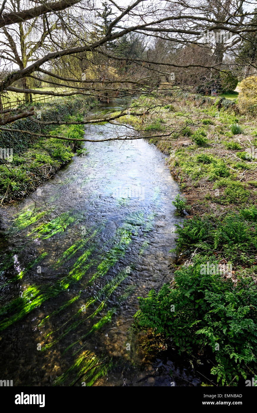Tolpuddle martyrs tree hi-res stock photography and images - Alamy