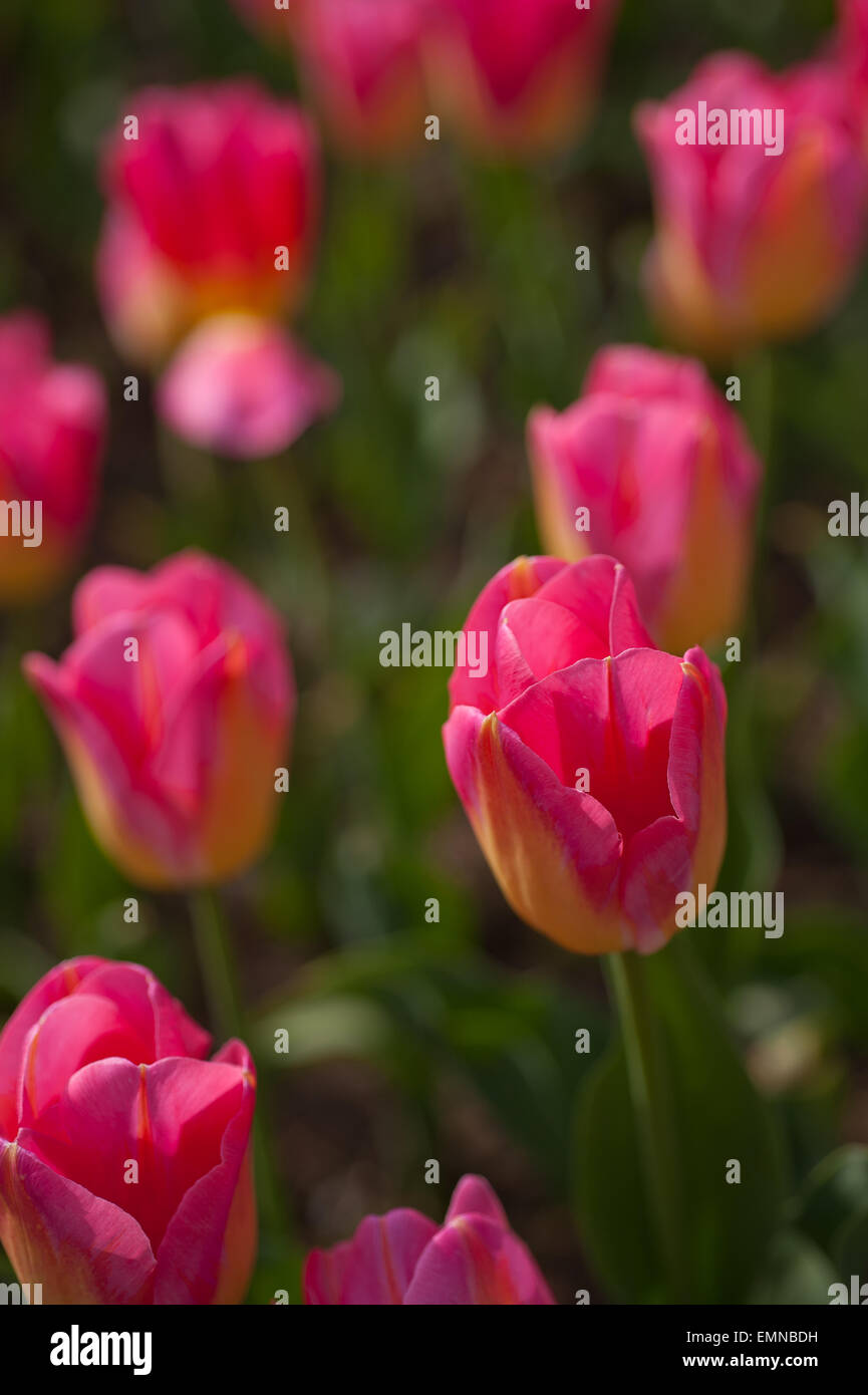 Netherland tulip garden hi-res stock photography and images - Alamy