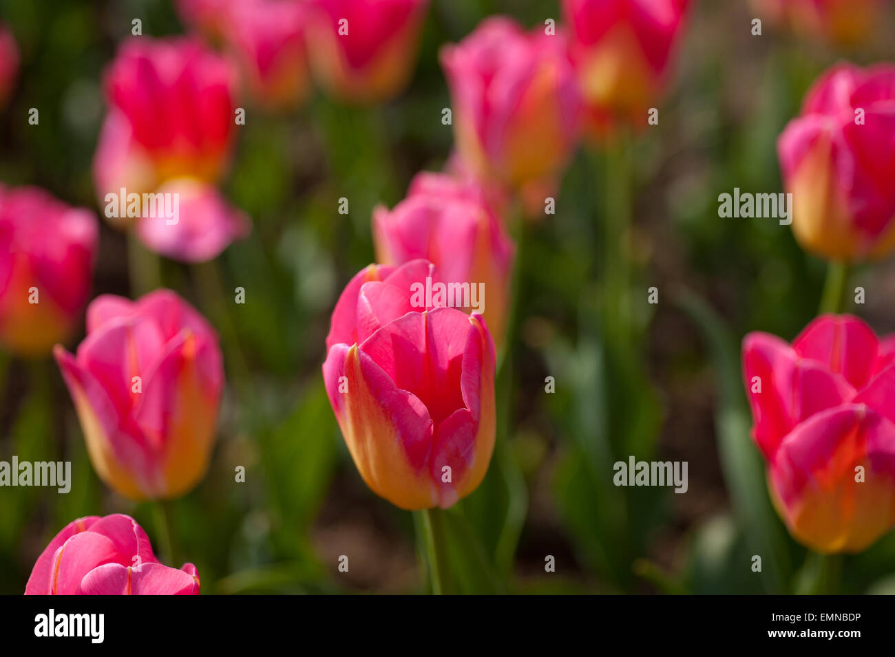 colorful tulips flowers field in springtime with low sun Stock Photo ...