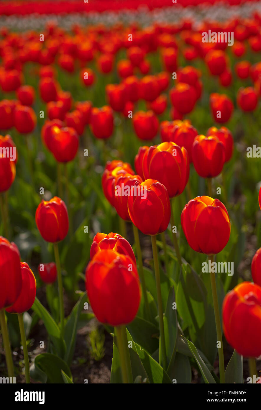 colorful tulips flowers field in springtime with low sun Stock Photo ...