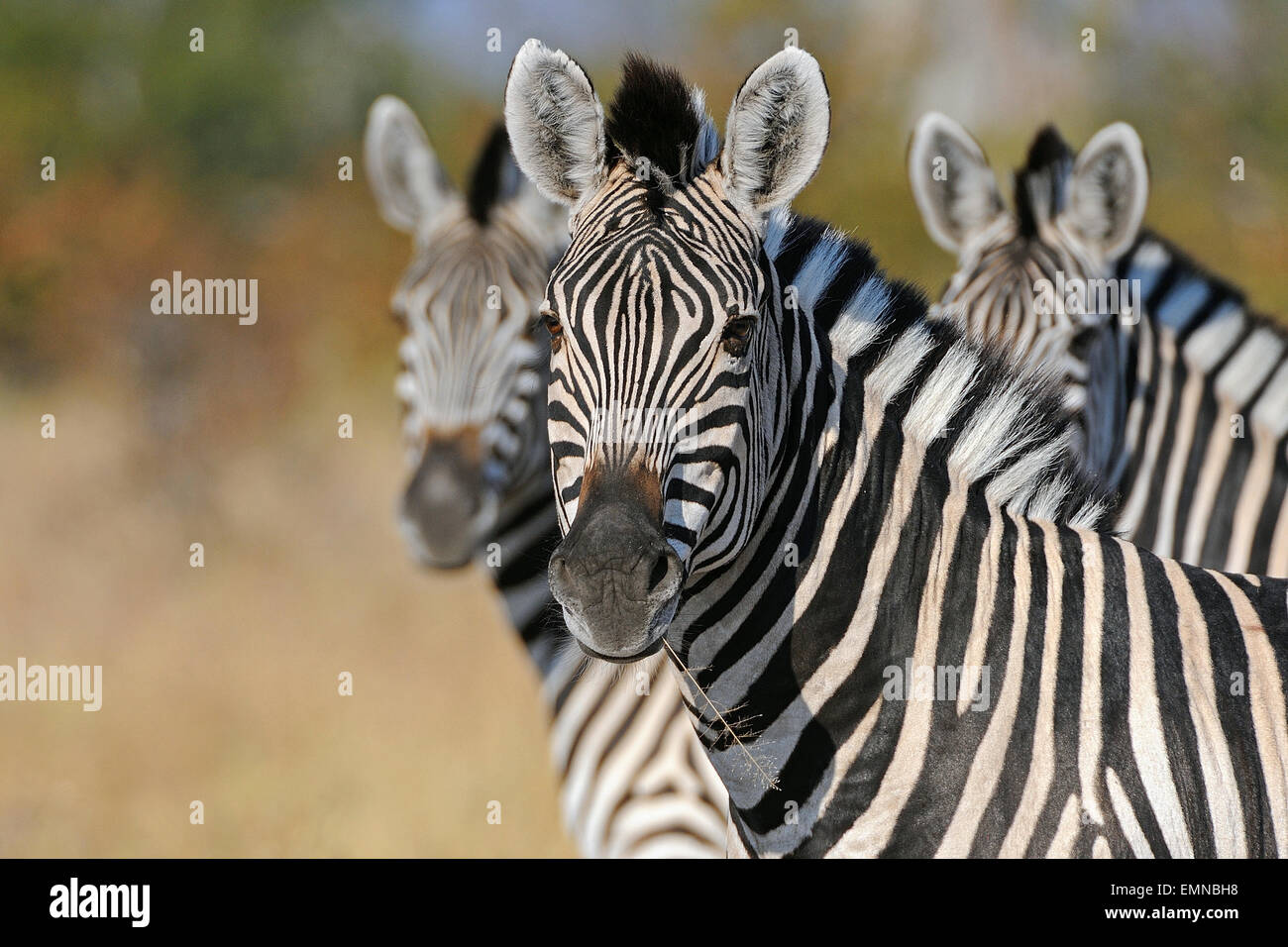 Matobos national park hi-res stock photography and images - Alamy