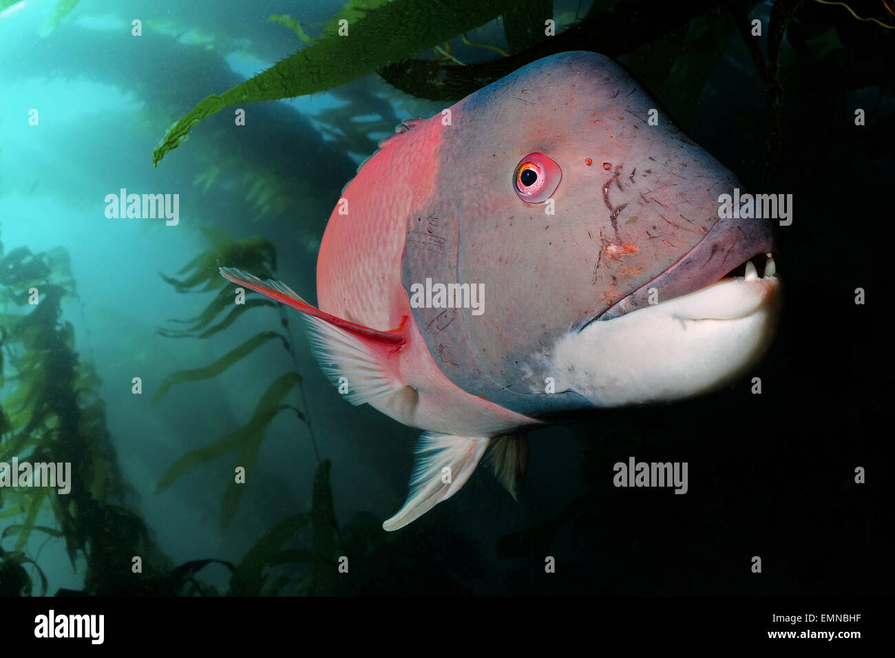 Semicossyphus pulcher hi-res stock photography and images - Alamy