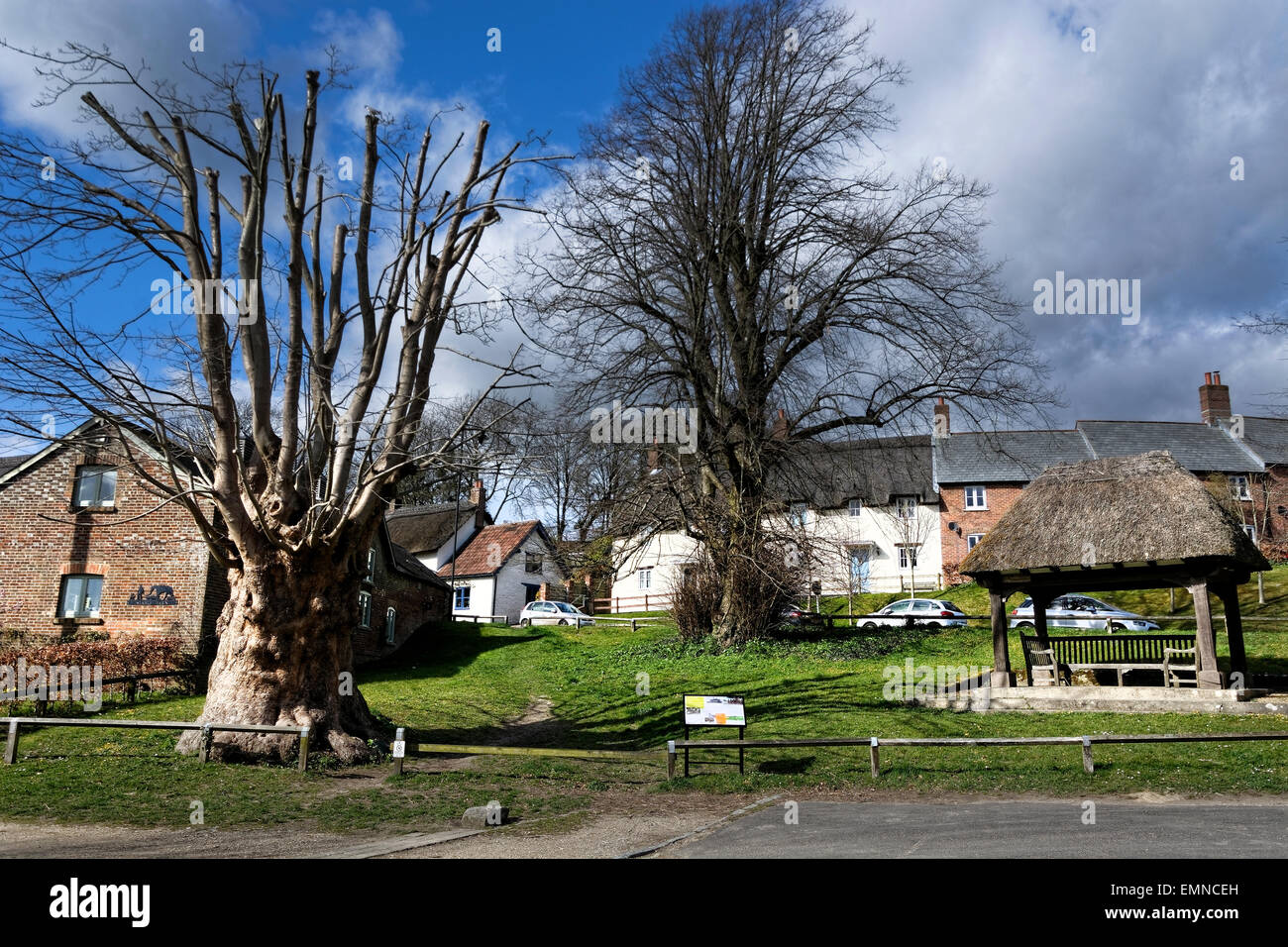 Tolpuddle martyrs tree hi-res stock photography and images - Alamy