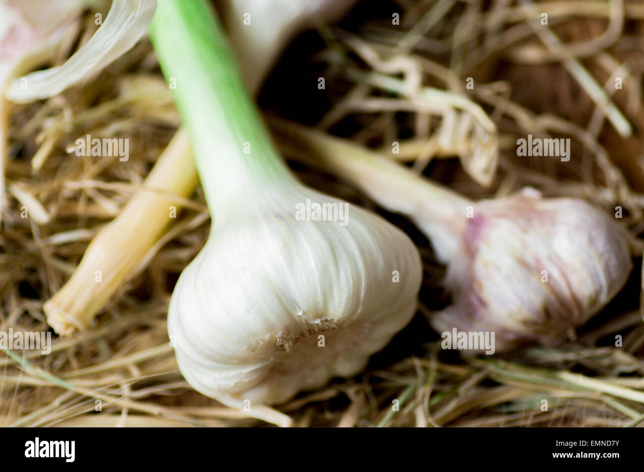 Garlic with long stem hi-res stock photography and images - Alamy