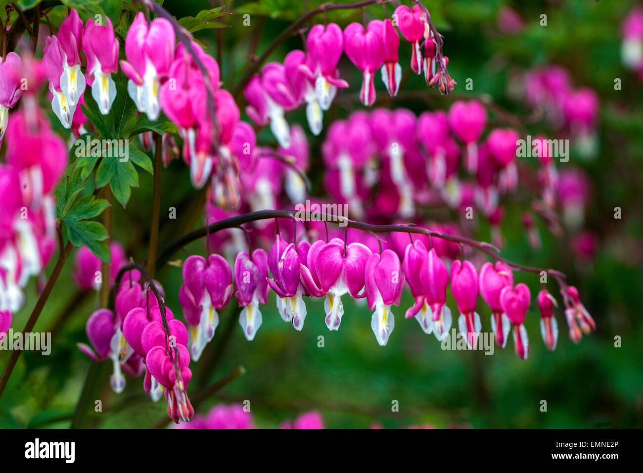 Dicentra spectabilis Lamprocapnos spectabilis White Purple Bleeding ...