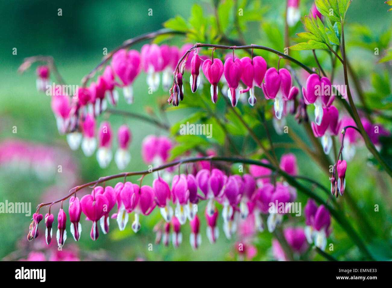 Bleeding Heart Lamprocapnos spectabilis Dicentra spectabilis perennial ...
