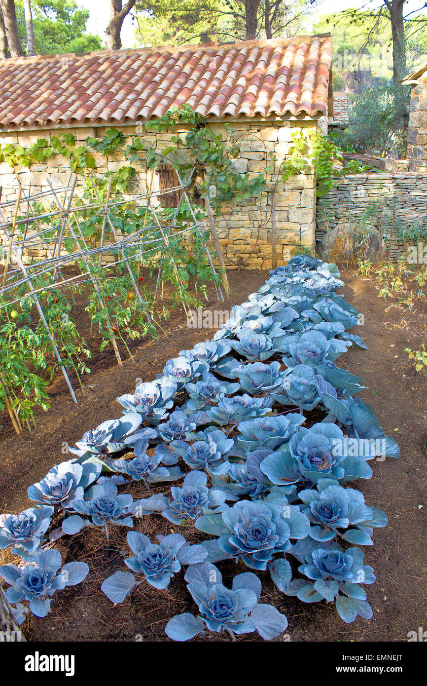 Cabbage vegetable in backyard garden of mediterranean village in ...