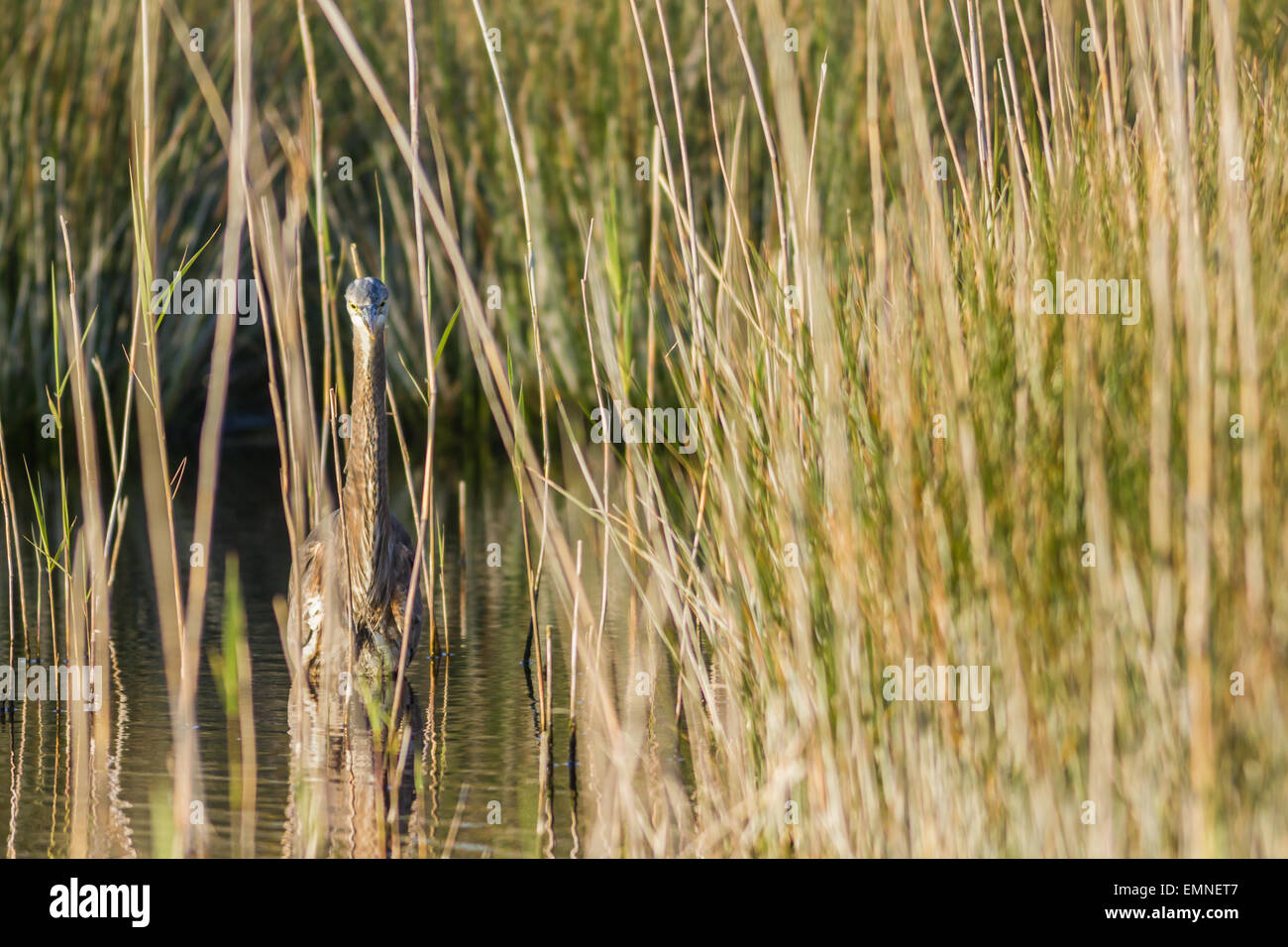 Rare bird watching hi-res stock photography and images - Alamy