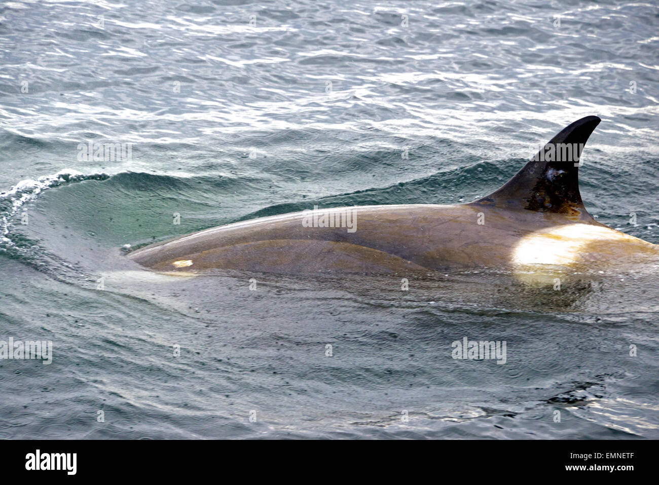 Antarctic waters hi-res stock photography and images - Alamy