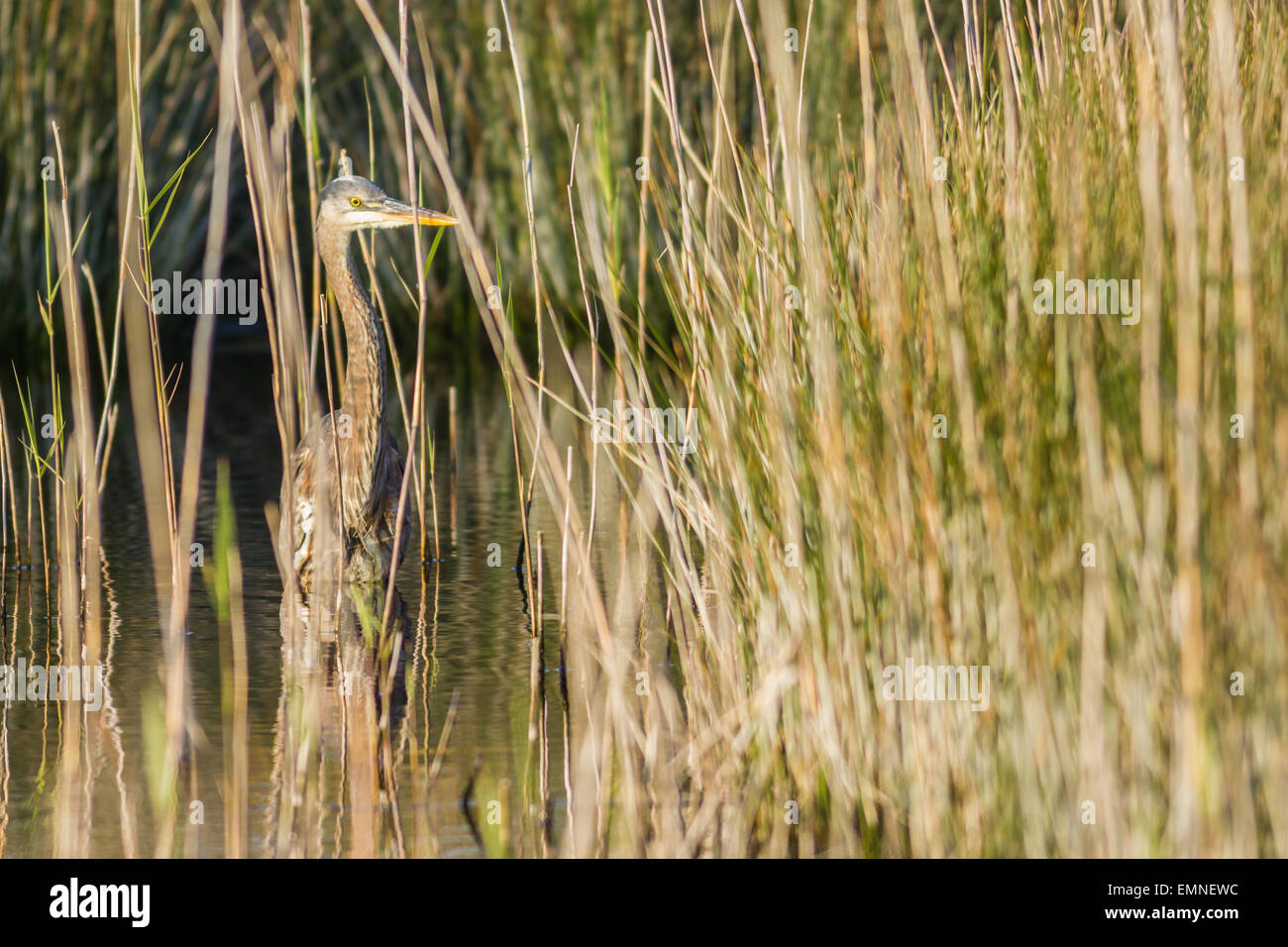 Rare bird watching hi-res stock photography and images - Alamy