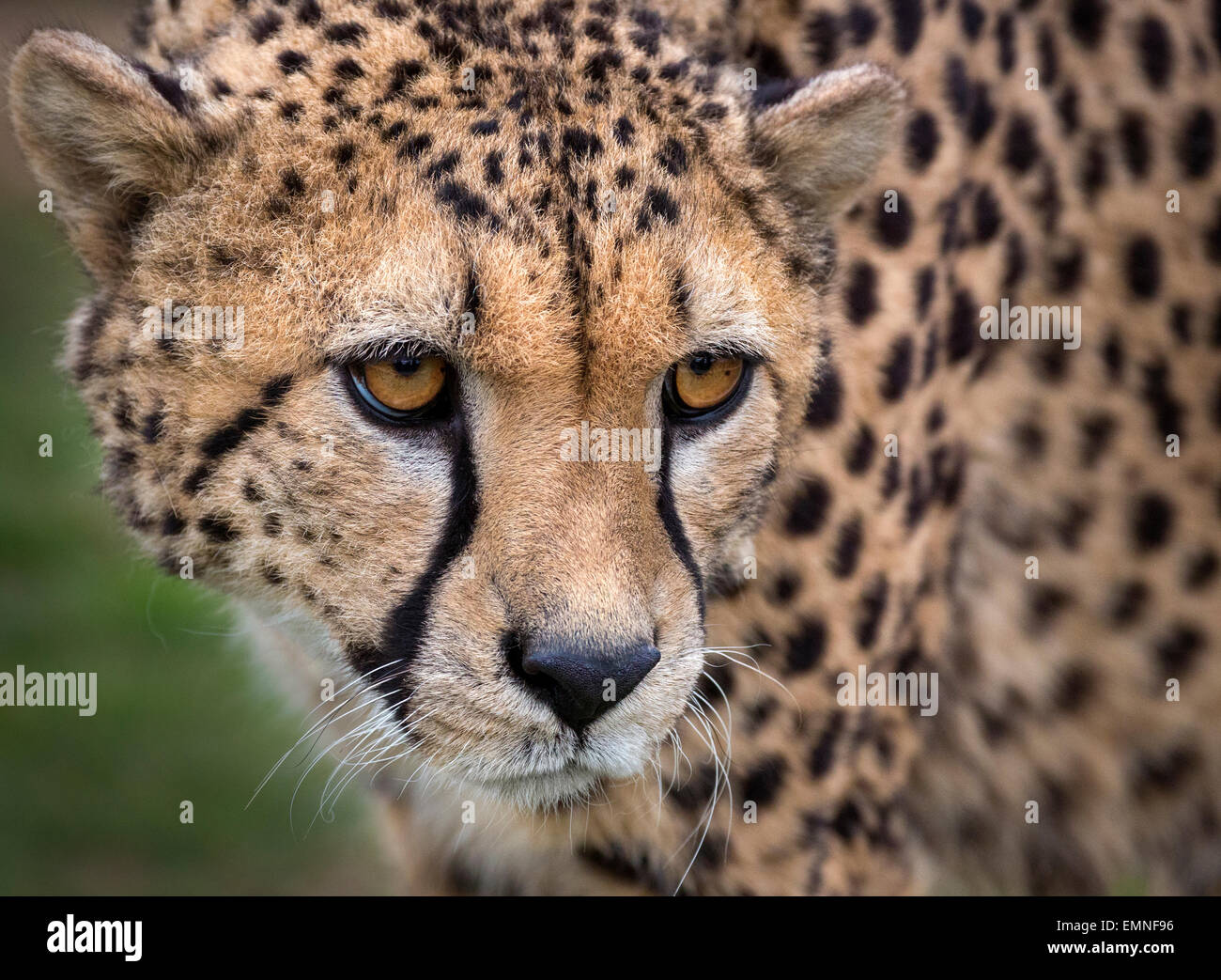 Cheetah head close up hi-res stock photography and images - Alamy