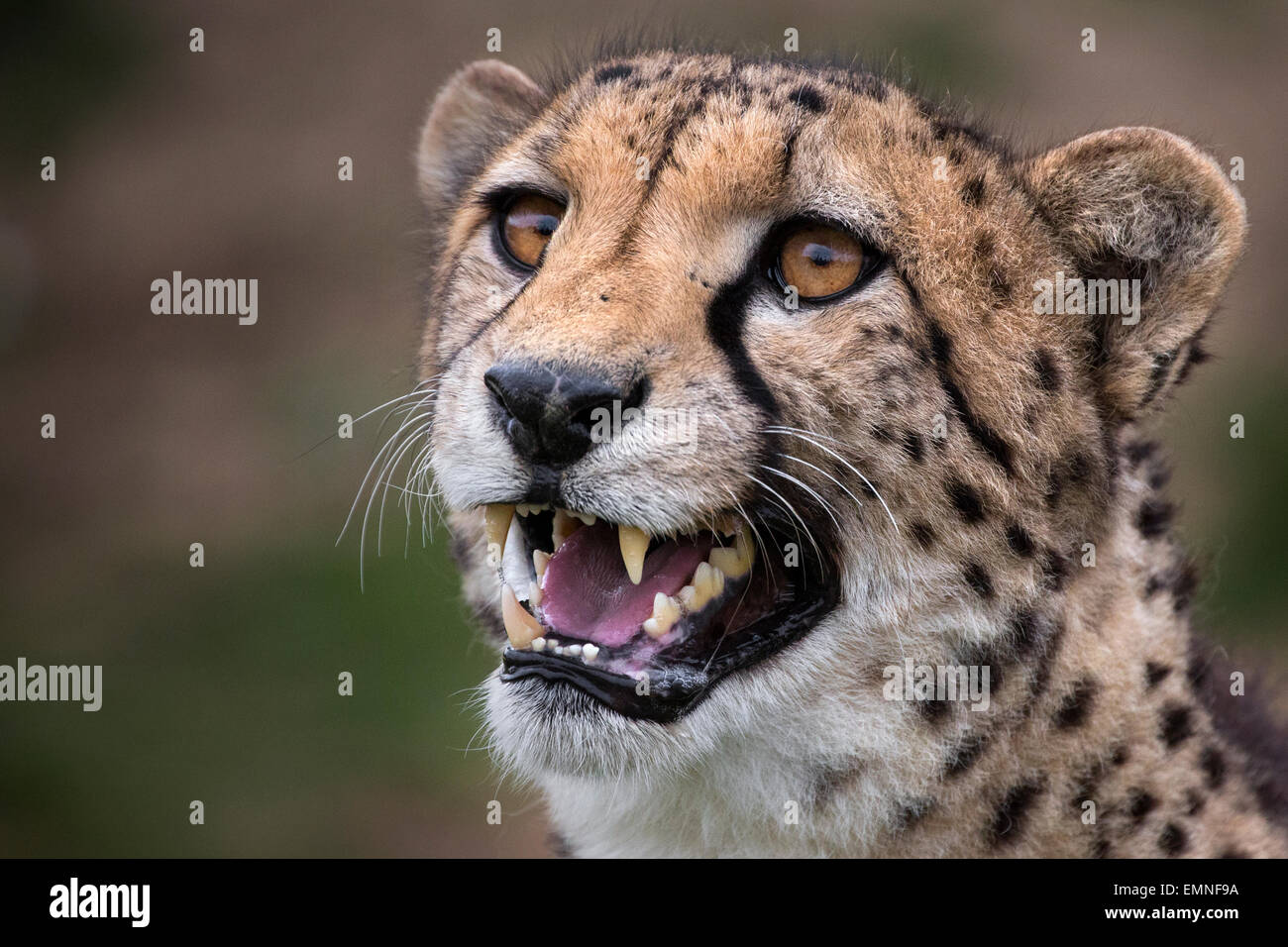 Cheetah head close up hi-res stock photography and images - Alamy