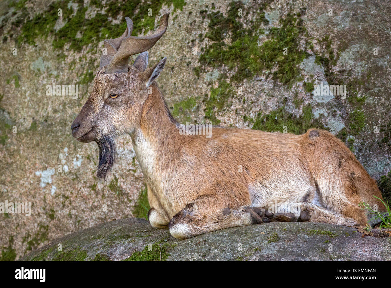 Markhor hi-res stock photography and images - Alamy