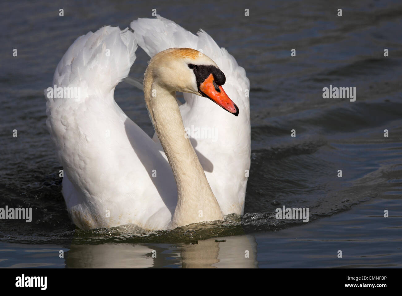 With mute swan hi-res stock photography and images - Alamy