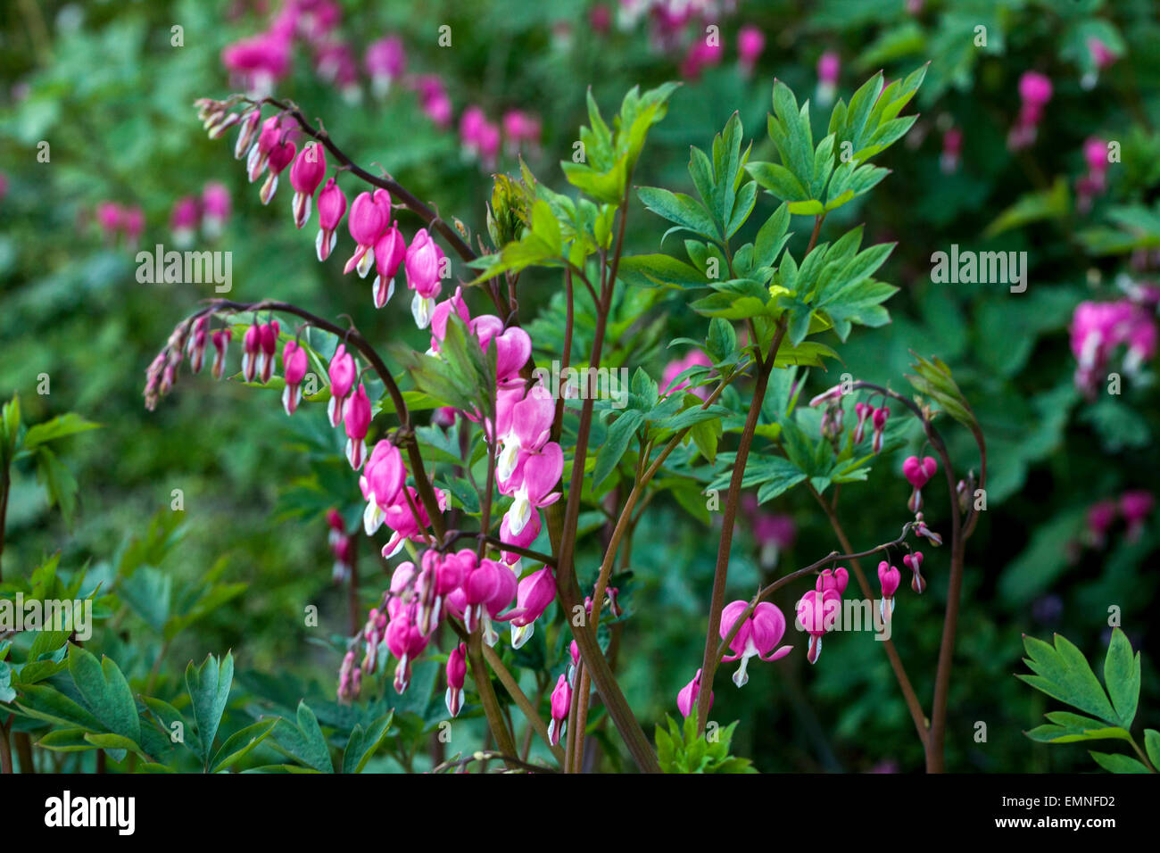 Dicentra spectabilis Lamprocapnos spectabilis Bleeding Hearts Perennial ...