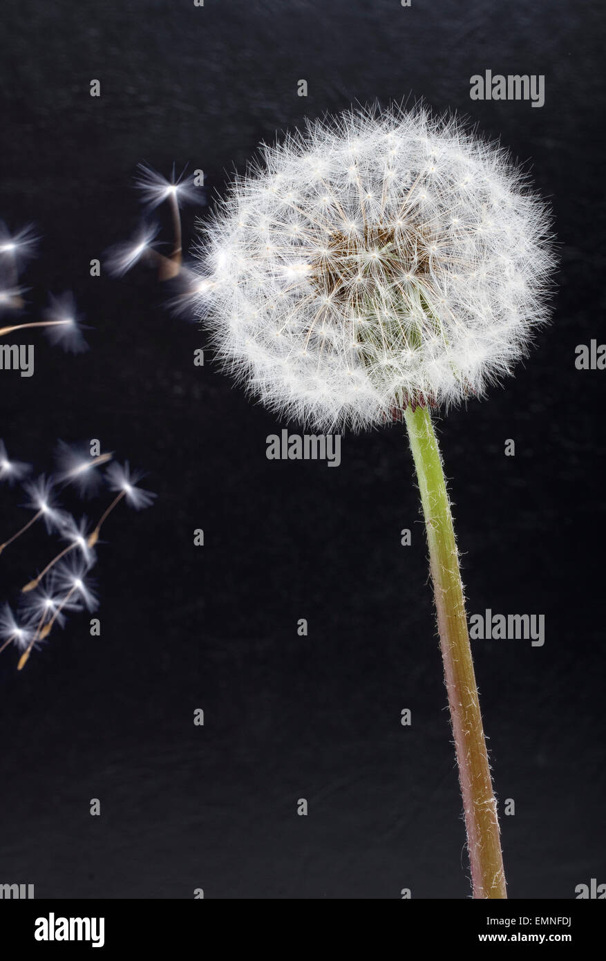 Airborne pests hi-res stock photography and images - Alamy