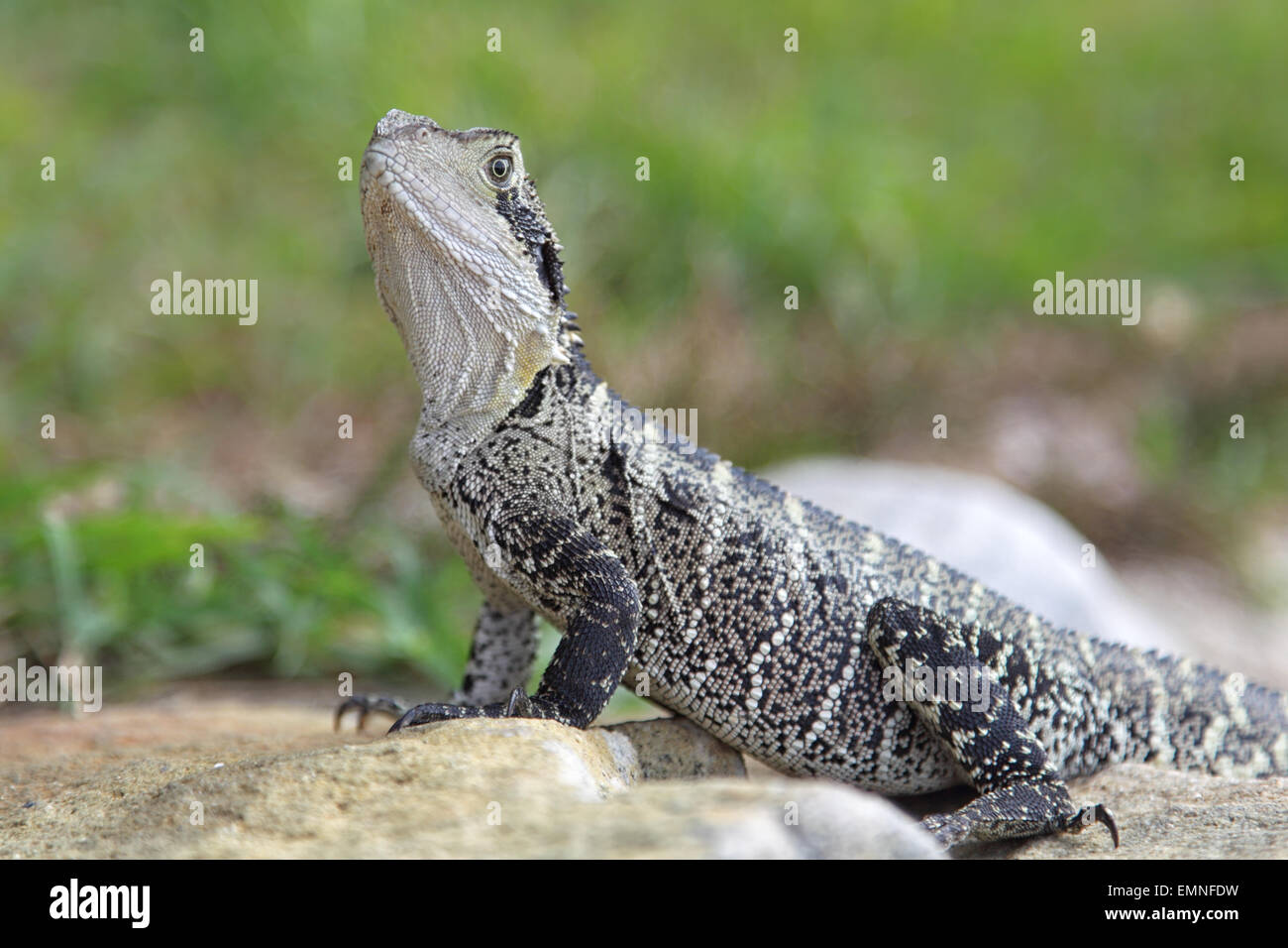 Australian water dragon (Physignathus lesueurii) sitting on a rock and ...