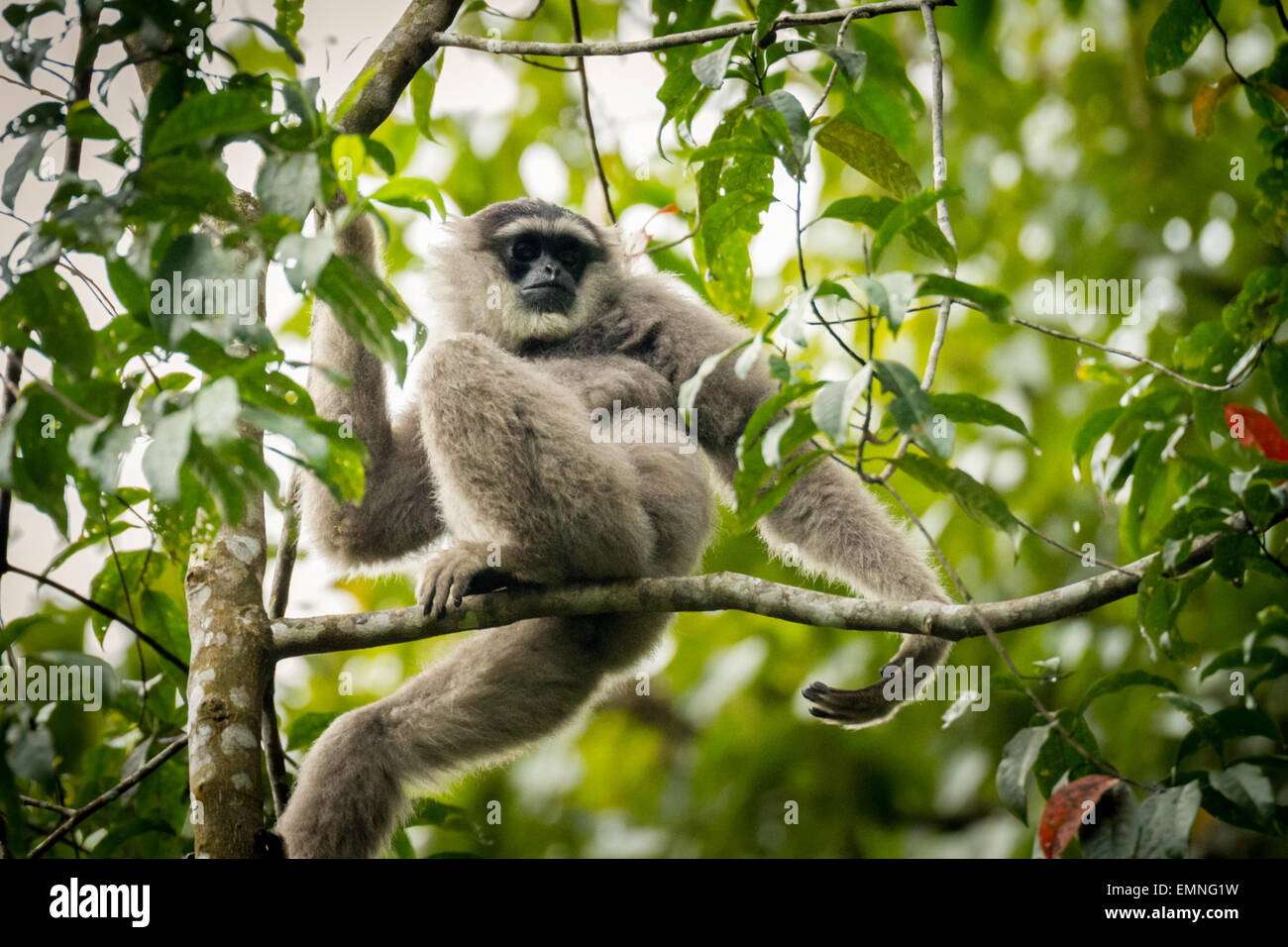 Portrait of wild javan gibbon (Hylobates moloch, silvery gibbon) on a ...