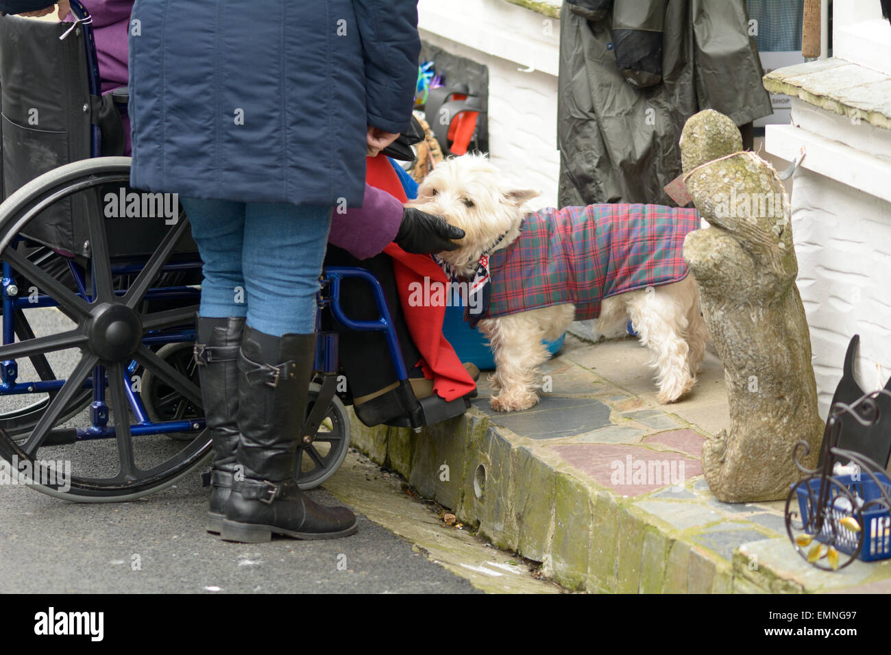 Dog saying hello hi-res stock photography and images - Alamy